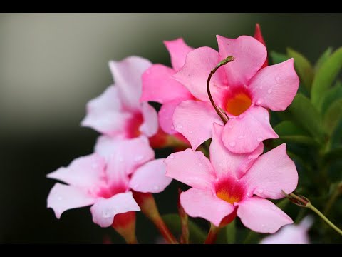 How to Grow Mandevilla | Magical Flowering Vine for Stunning Summer Blooms
