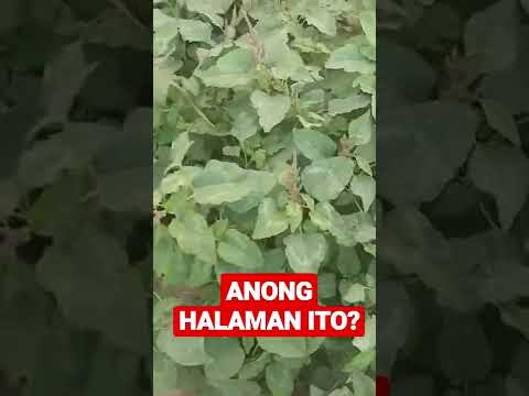 Anong halaman ito kung talagang alam mo?, #greenleafyvegetables, #green, #leafy, #vegetables, #vegie