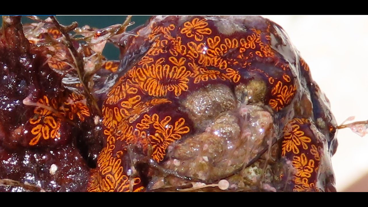The orange is Botrylloides  violaceus   Greece  by  Theo Fotiadis