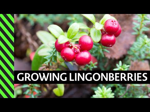 Lingonberry: How to Grow