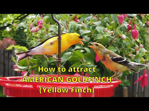 How to attract American Goldfinch (Yellow Finch)