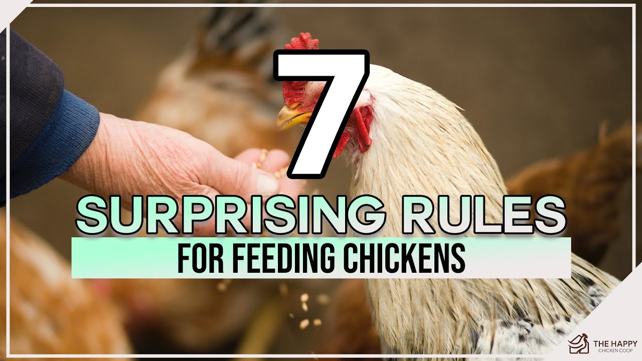 7 Surprising Rules for Feeding Chickens