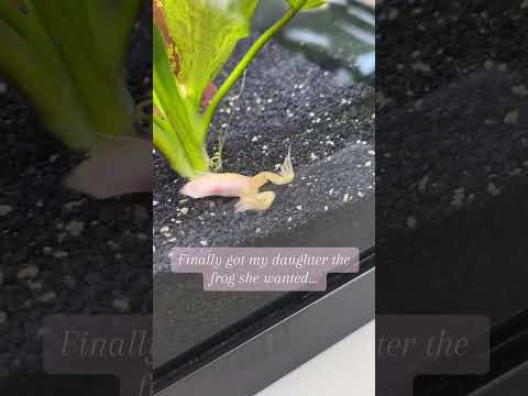 Discovering the african clawed frog: bigger & hungrier! #africanclawedfrog