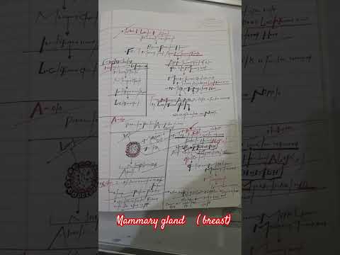 Mammary gland (breast) Handwritten note #english #malereproductivesystem #neet #human #science