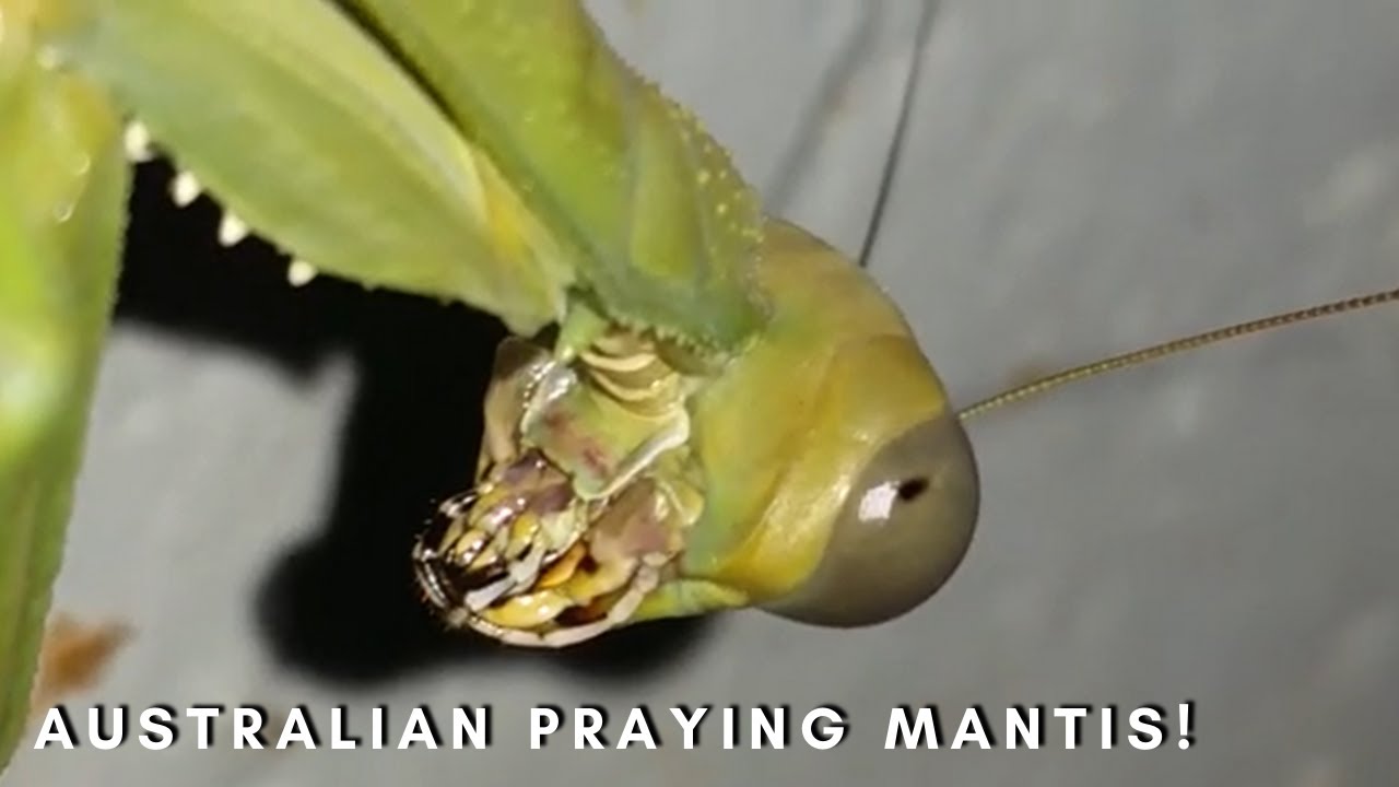 AUSTRALIAN PRAYING MANTIS! Huge PRAYING MANTIS ~ Insects Australia