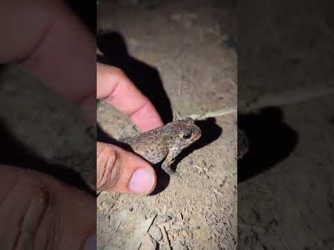 Laugh out loud at catching a funny frog | catching funny frogs | tep longheng funny