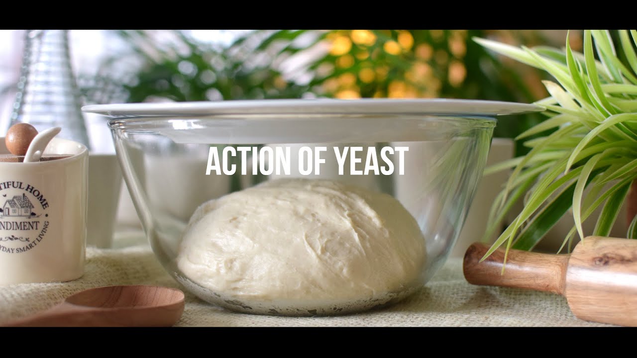 Why is Yeast added for making bread | Basic Science | Fermentation by yeast