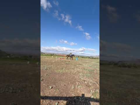 WHY IS IT SO BLURRY? #eventing #horse #ottb #equestrian #thoroughbred