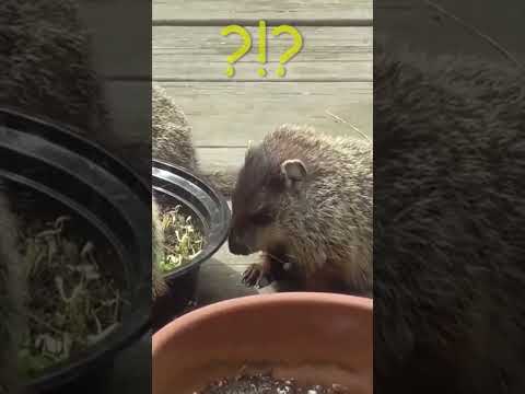 What’s wrong with him? – a baby woodchuck looks all alone!? #shorts