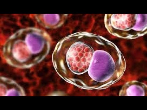 Lesson 1- Chlamydia