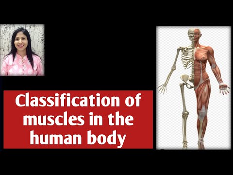 CLASSIFICATION OF MUSCLES IN HINDI| VOLUNTARY & INVOLUNTARY MUSCLES | SKELETAL,SMOOTH ,CARDIAC| 2023