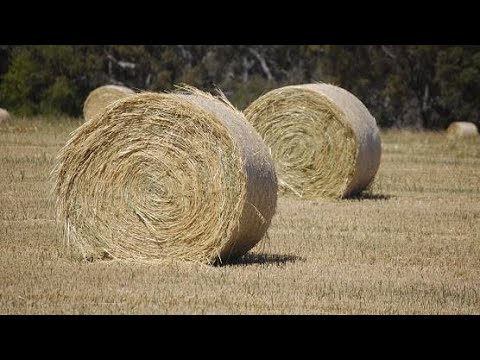 Hay meaning in English with picture
