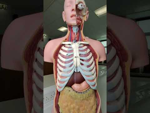 The spinal cord is shorter than the spine #anatomy