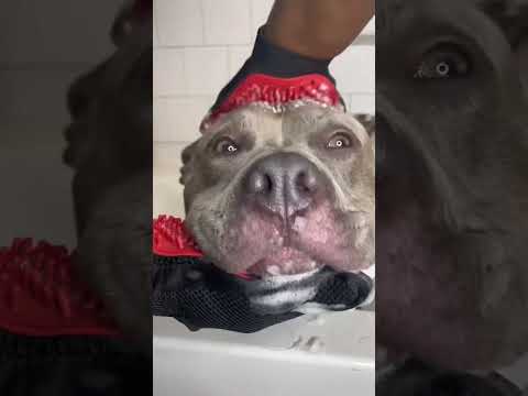 How to stop your dog from shedding so much #shorts #dog #tutorial