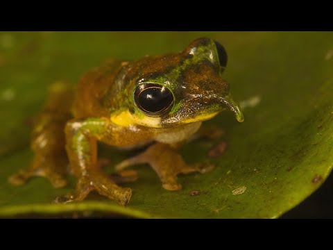 ganz seltene Tiere – wunderschöne und goldige | Wissenschaft3000 ...