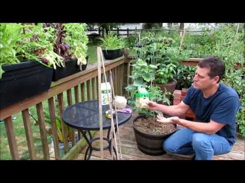 Growing Cherry Tomatoes in Containers: Pruning, Suckers, Calcium BER, Staking - A KIS Series (2/2)