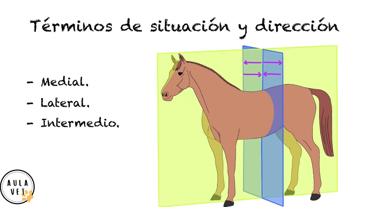 Anatomical Terminology - Veterinary Anatomy