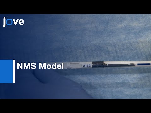 NMS Model: Perigenital Sensitivity and Prostatic Mast Cell Assessment | Protocol Preview