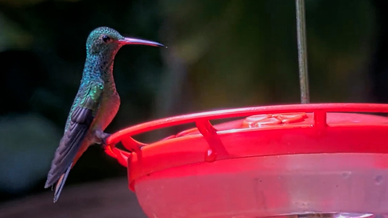Rufous-tailed Hummingbird Sips Nectar On Panama Fruit Feeder Cam | May 4, 2026