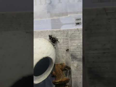Steam Community :: Video :: Timmy the Jumping Spider dances, then ...