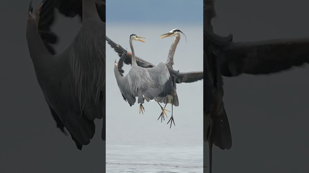 How Do Great Blue Herons Handle Conflict? Watch and Find Out!