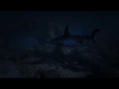 Steam Community :: Video :: Shark Weak