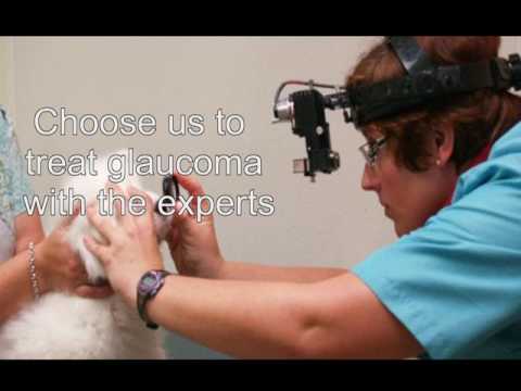 Treat glaucoma in dogs with the specialist in online