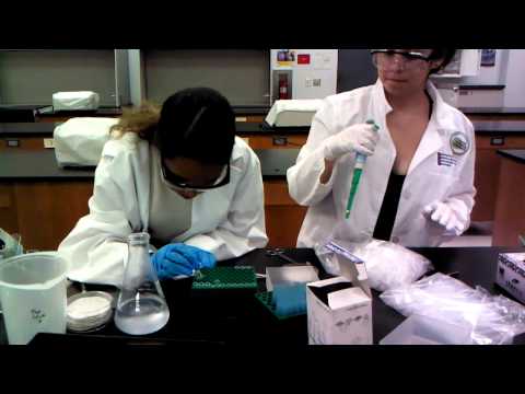 Growing Arabidopsis Hydroponically Part 1: Setting the Seeds