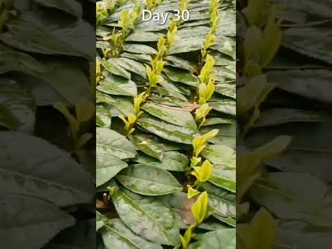 Propagating Tea Plants Using Cuttings Method #satisfying #shorts
