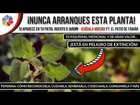 Peperina: una planta aromática en peligro de extinción – Infoagro
