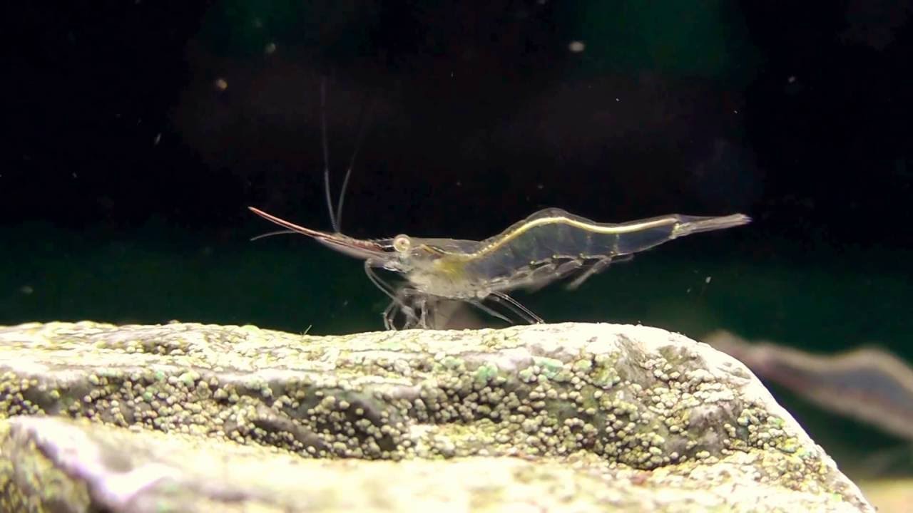 Freshwater Shrimp for Aquarium • (Types, Tank Mates & Care)