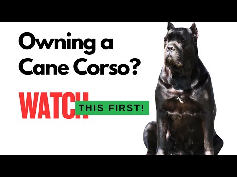 Living with a Cane Corso: 11 Surprising Truths About Life with a Cane Corso