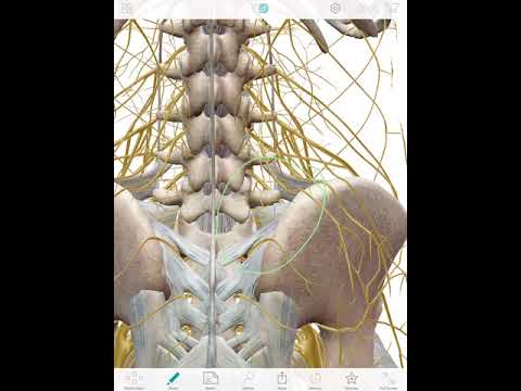 Chronic Knee Tendonopathy