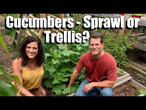 Growing Cucumbers 2 Ways - Let ‘Em Sprawl or Trellis (& Easy Trellis Ideas) / Gardening Coast2Coast