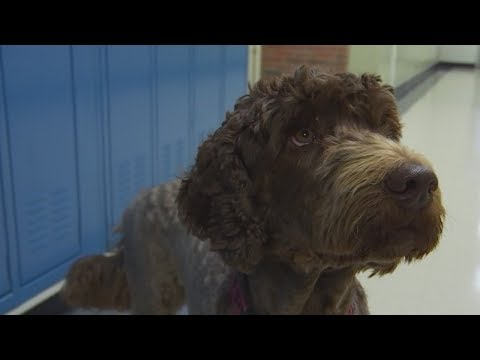 Therapy dogs used to address school stress, anxiety