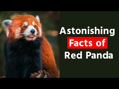 10 Astonishing Facts About Red Pandas: Nature's Enigmatic Bamboo Lovers