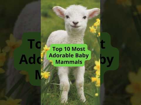 Top 10 Most Adorable Baby Mammals