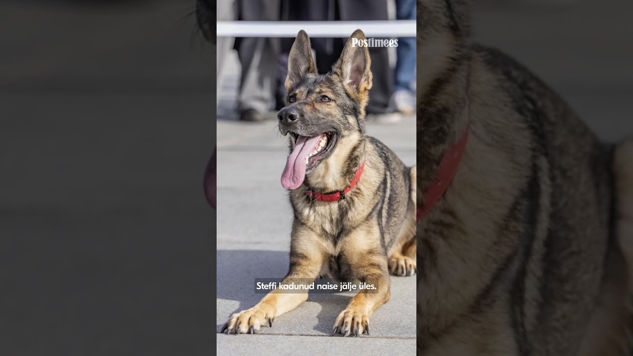 Teenistuskoer Steffi leidis metsast abivajava naise! #postimees #eesti  #uudised