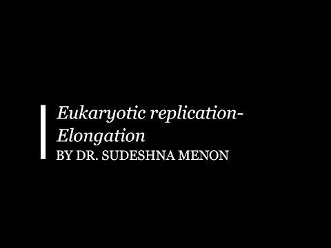 Eukaryotic replication: Elongation