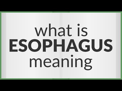 Esophagus | meaning of Esophagus