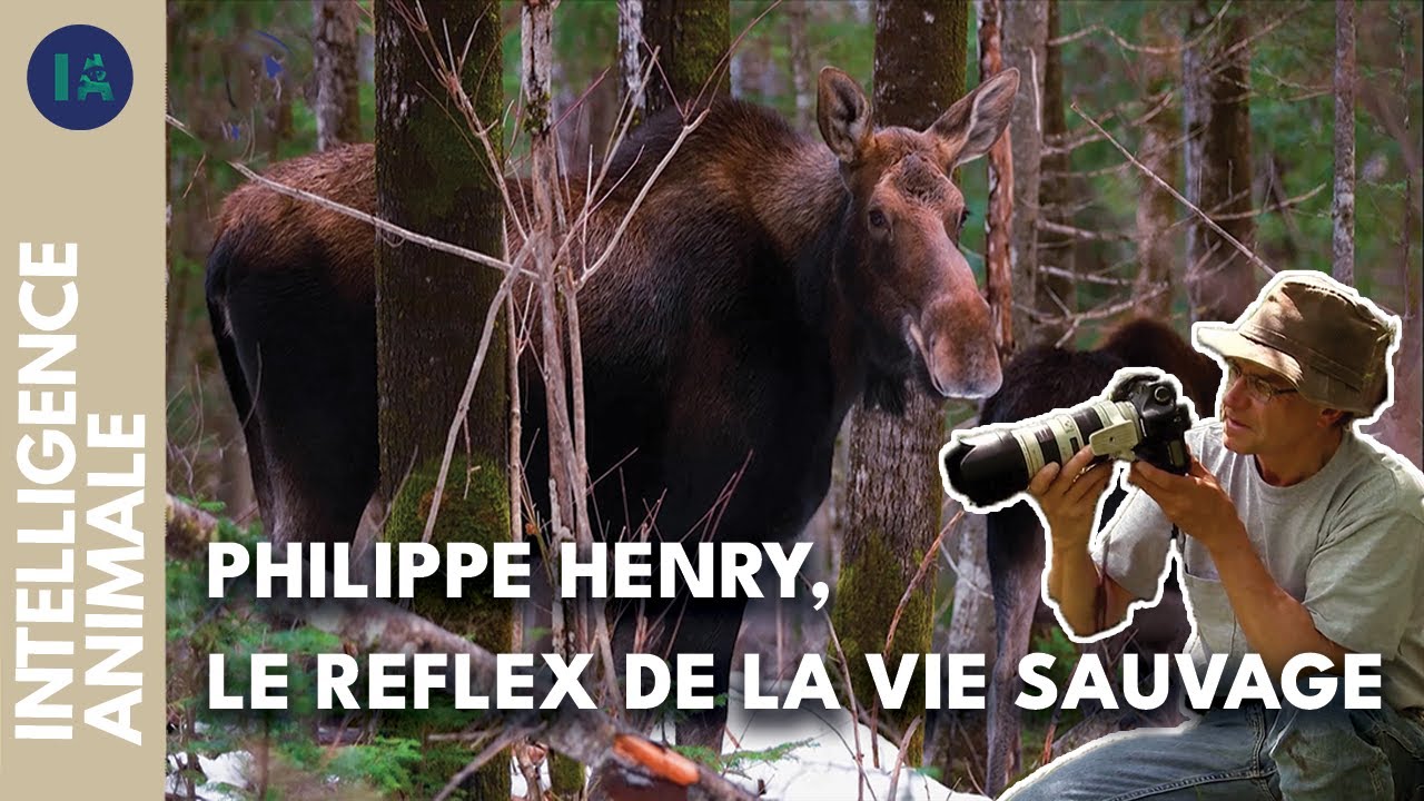 Documentaire | Into the Wild : la vie d’un photographe animalier