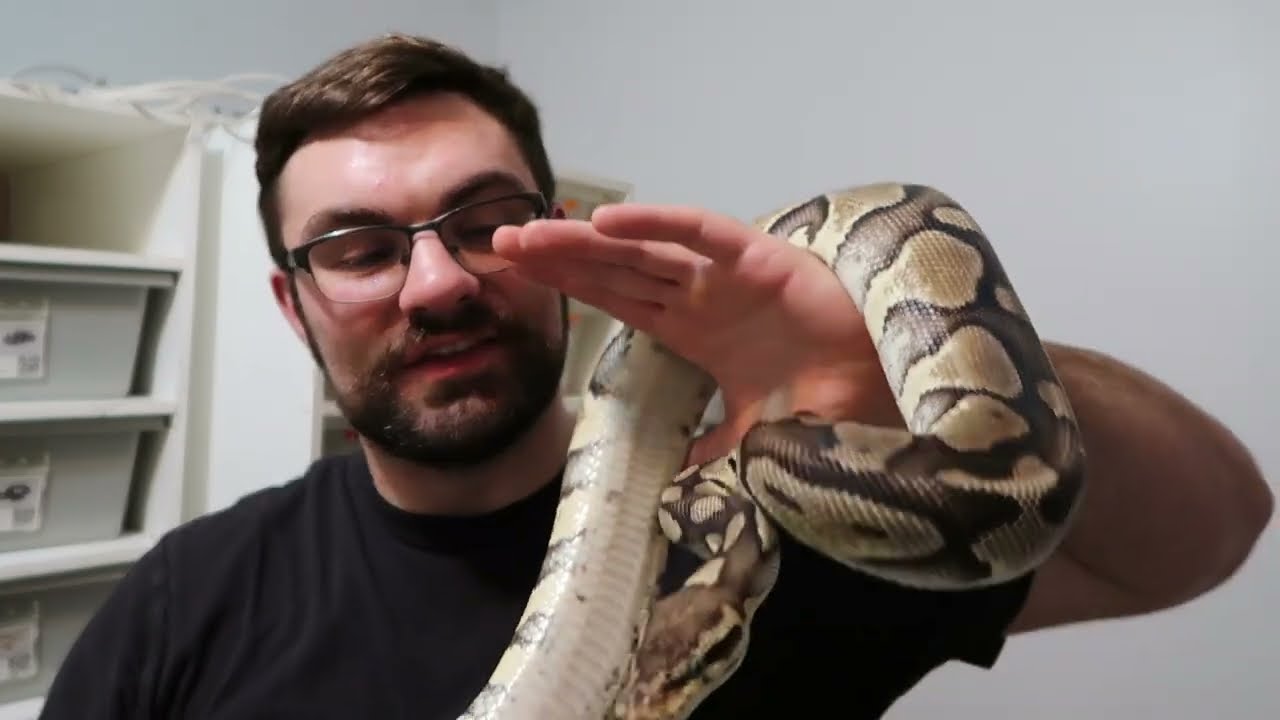 Leopard Pied BALL PYTHON BREEDING Project