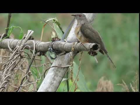 Plaintive Cuckoo Cacomantis merulinus