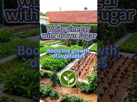 White vinegar with brown sugar boost your plants #shortvideo #youtubeshorts #plants #howto #video