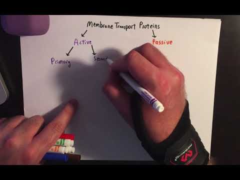 Membrane Transport Proteins