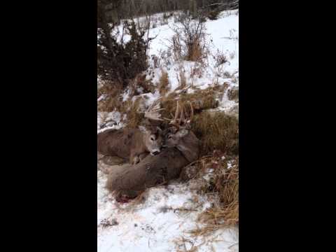 MN DNR officer and some country folks help save a 10 buck from a dead 8 point