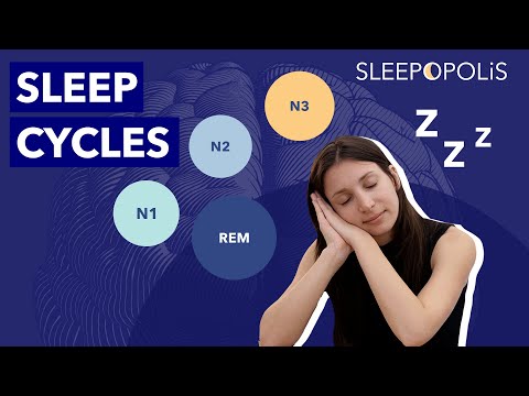 The Sleep Cycle: How It Works And Explaining The 4 Stages of Sleep!