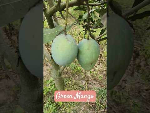Fresh Green Mango in My Garden 🍃🥭 | Homegrown Mango Harvest
