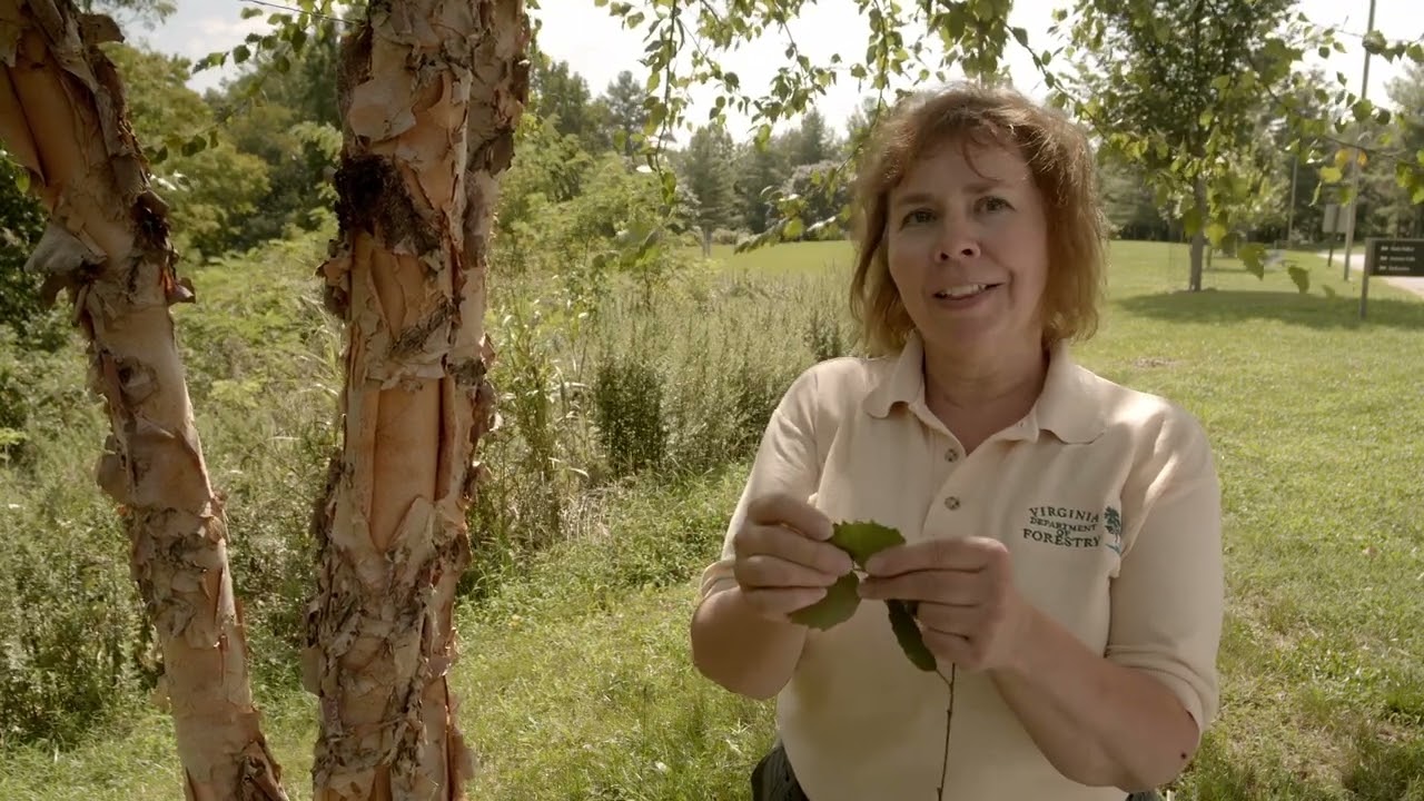 Unit 4: Tree Identification