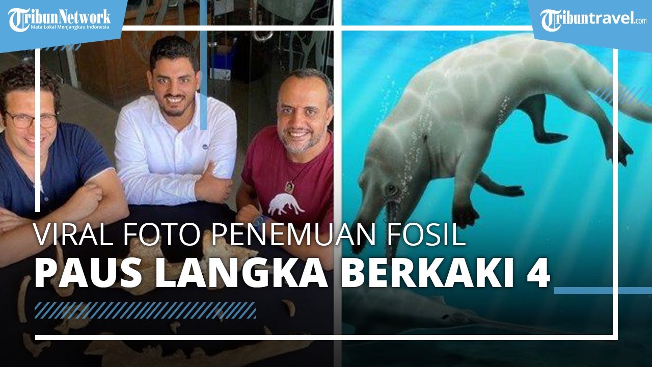 Viral Foto Temuan Fosil Paus Purba, Berkaki 4 dan Punya Kepala Seperti ... Viral Foto Temuan Fosil Paus Purba, Berkaki 4 dan Punya Kepala Seperti ...